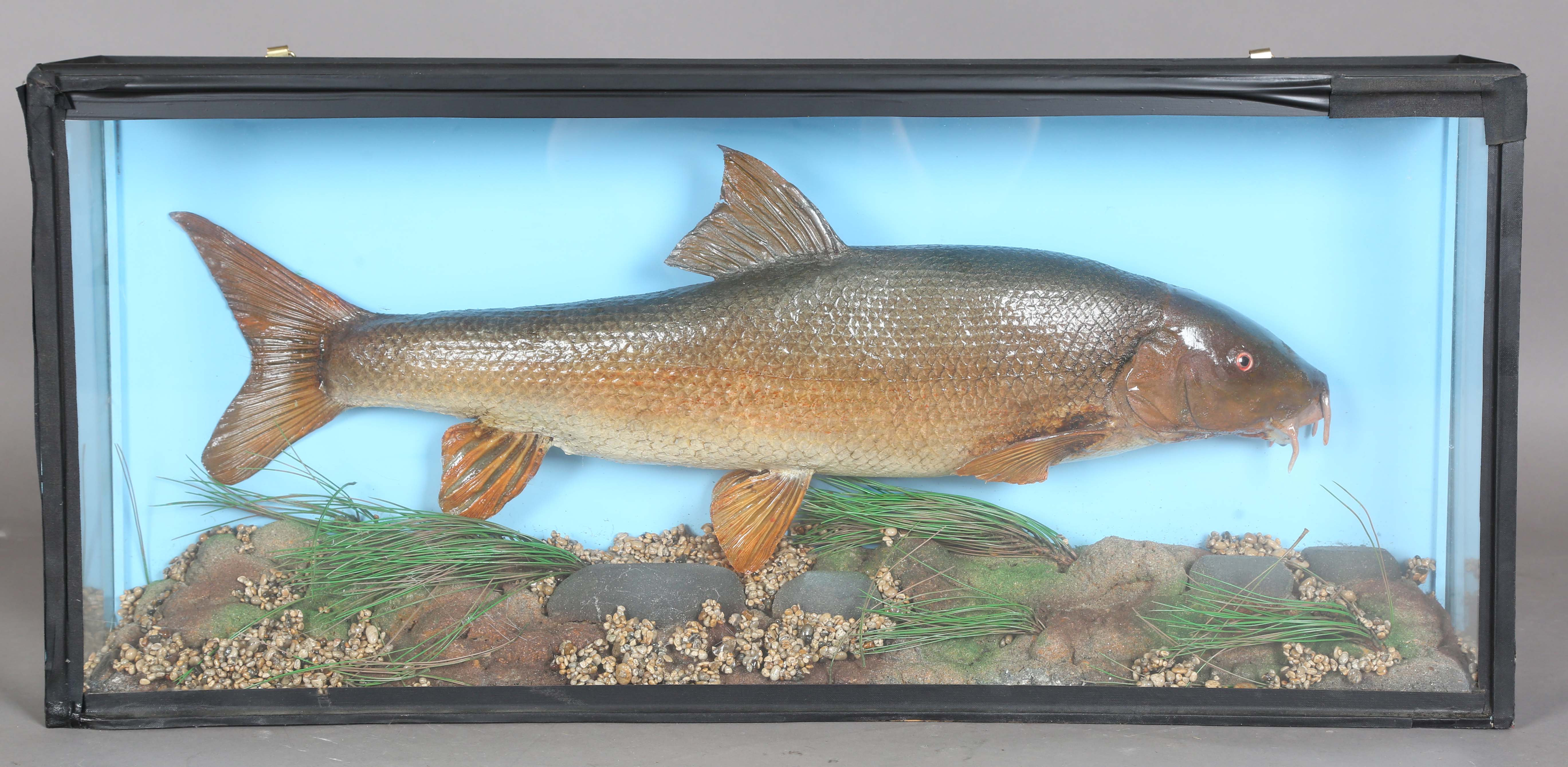 A 20th century taxidermy specimen of a barbel, the stuffed fish mounted ...