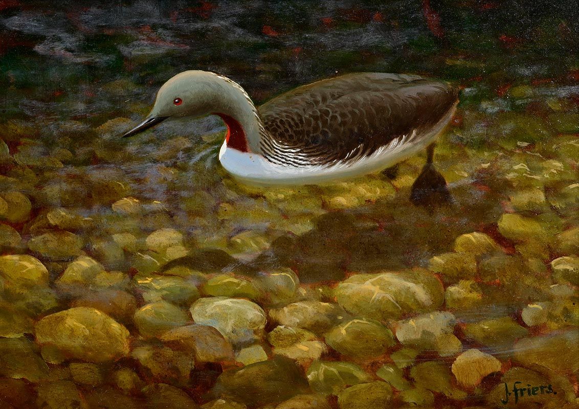 Julian Friers (20th/21st Century) A Red Throated Diver | Barnebys