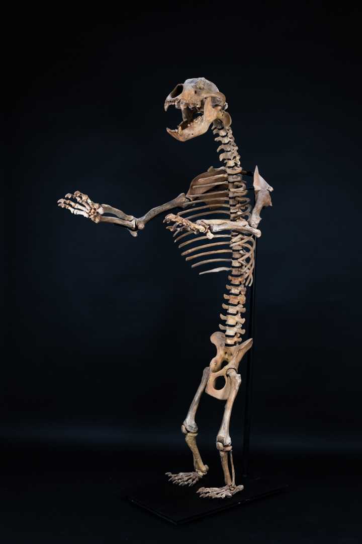Skeletons/Anatomy: Extinct Cave Bear Skeleton (†Ursus spelaeus), Late ...
