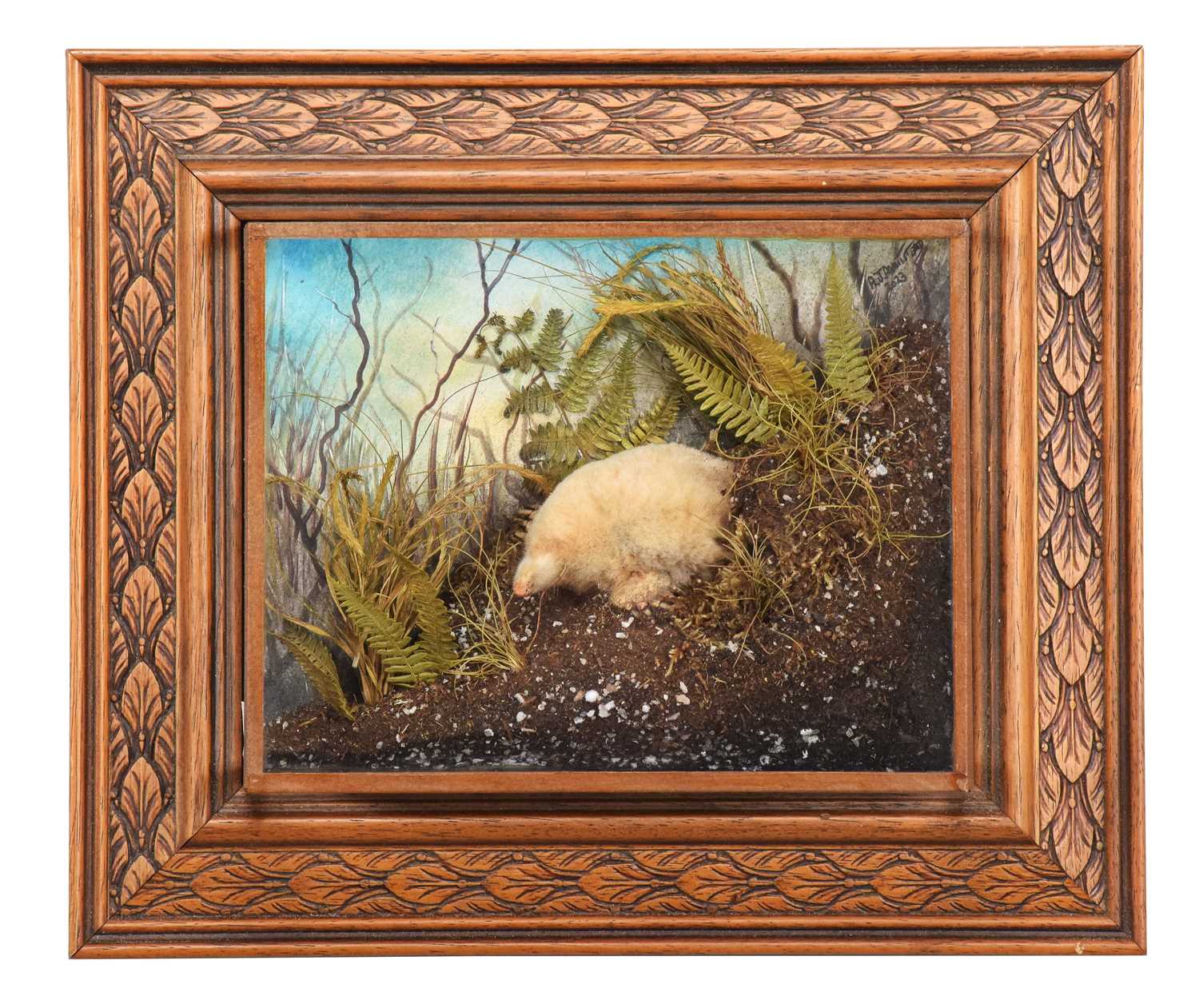 Taxidermy: A Wall Cased Albino Mole (Talpa europaea), dated 2023 | Barnebys