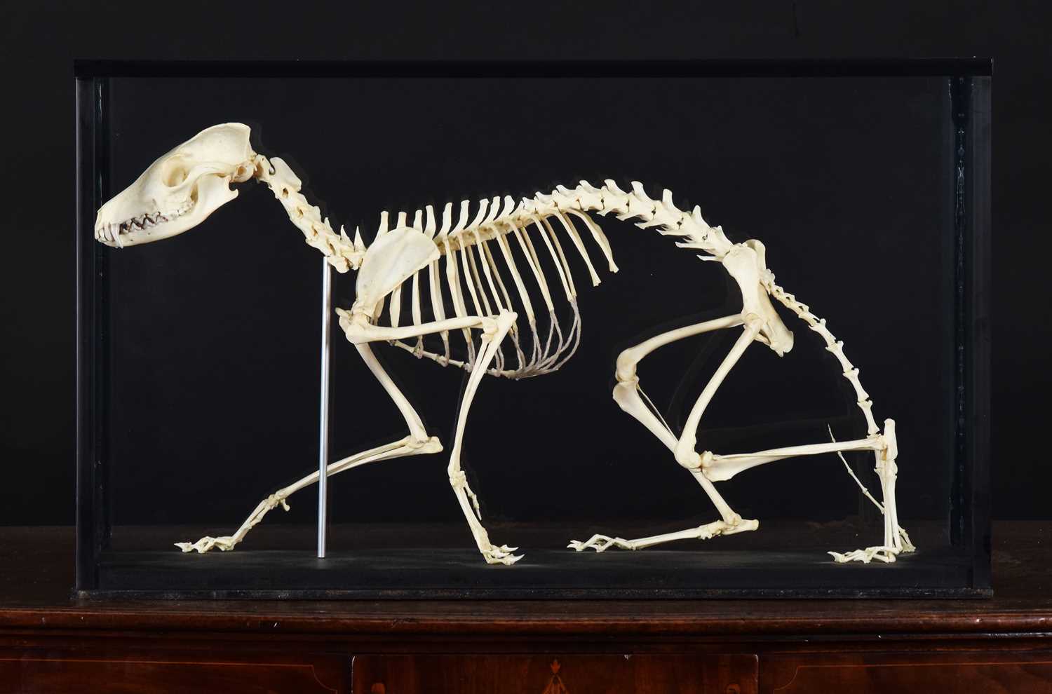 Skeletons/Anatomy: A Cased European Red Fox Skeleton (Vulpes vulpes ...