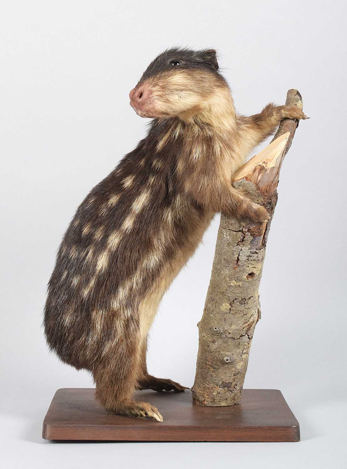 Taxidermy: Lowland Paca (Cuniculus paca), late 20th century, (Cuniculus ...