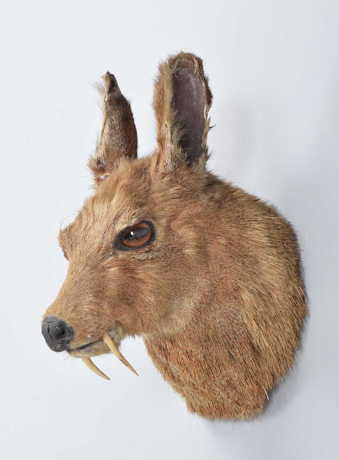 Taxidermy: A Rare and Endangered Kashmir Musk Deer (Moschus cupreus ...
