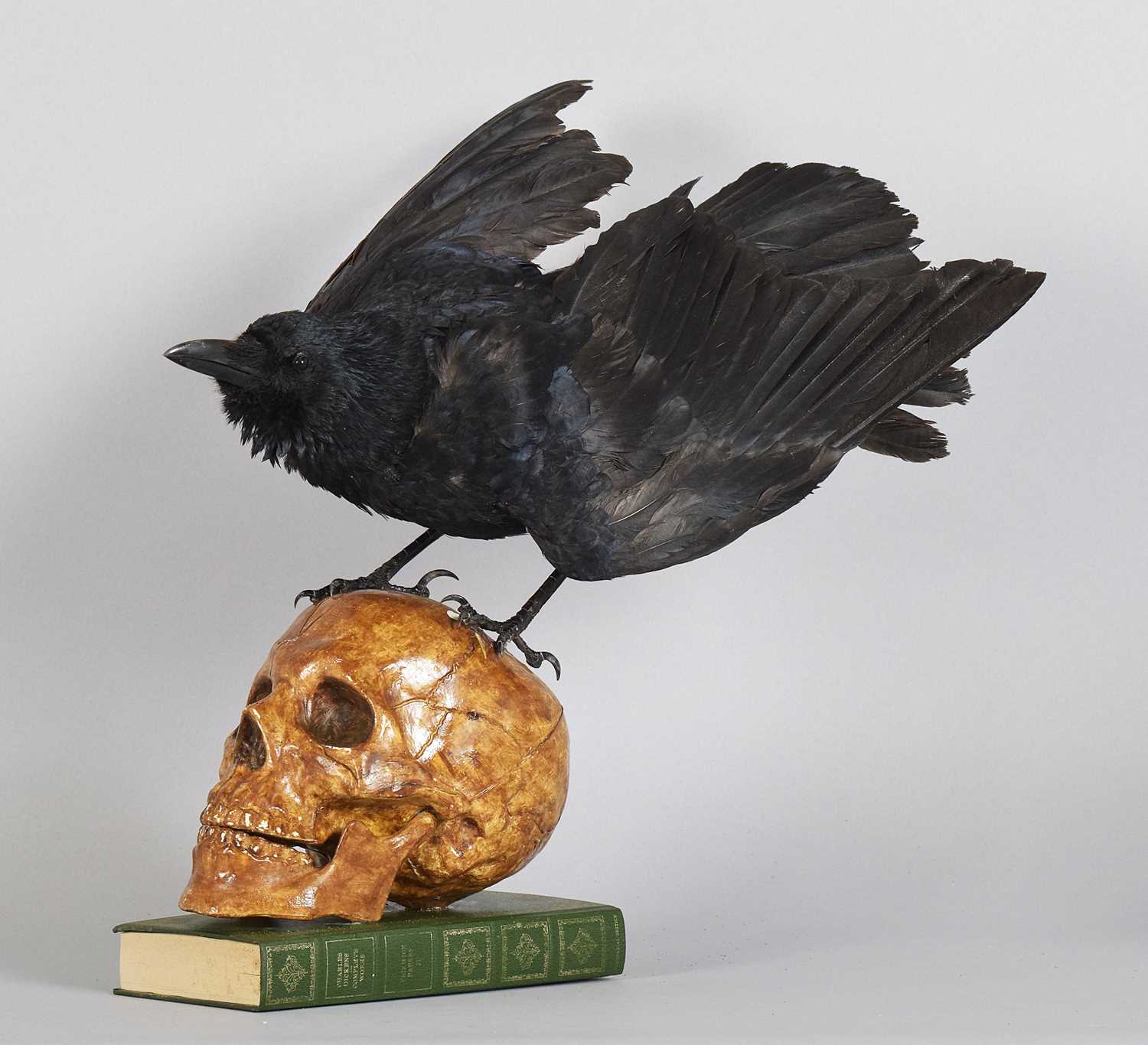 Taxidermy: A Carrion Crow Stood upon a Replica Human Skull (Corvus ...