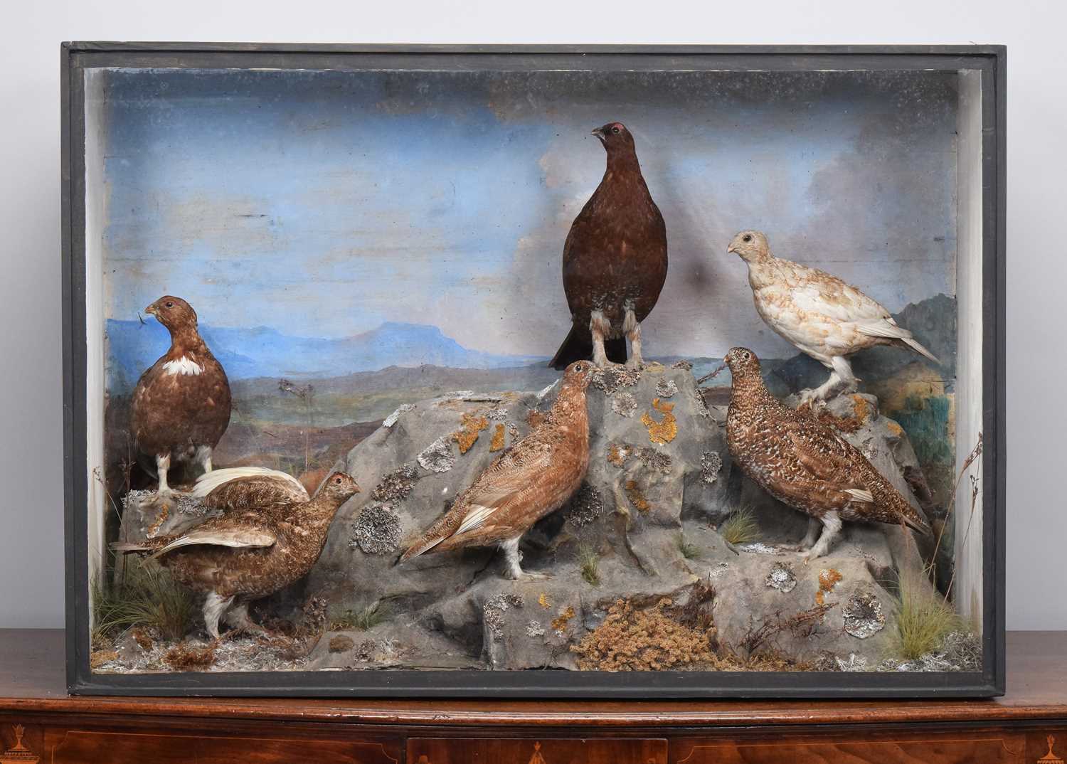 Taxidermy: A Late Victorian Cased Display of Red Grouse (Lagopus ...