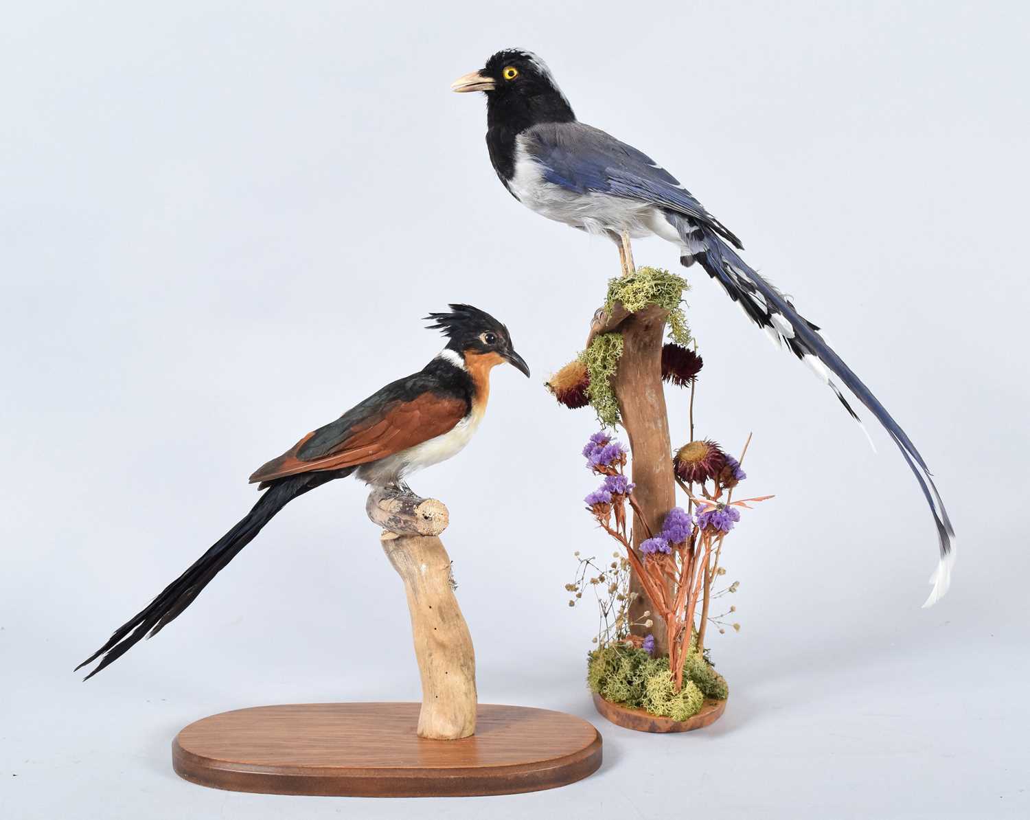 Taxidermy: A Chestnut-Winged Cuckoo and a Red-billed Blue Magpie ...