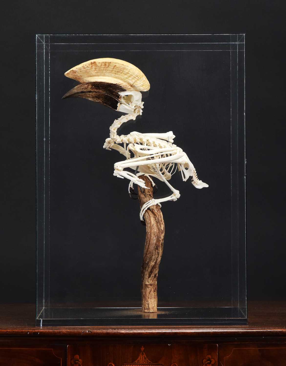 Skeletons/Anatomy: A Cased White-thighed Hornbill Skeleton (Bycanistes ...