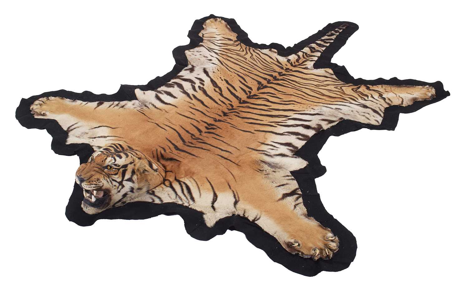 Taxidermy: Bengal Tiger Skin Rug (Panthera tigris tigris), pre-1935 ...