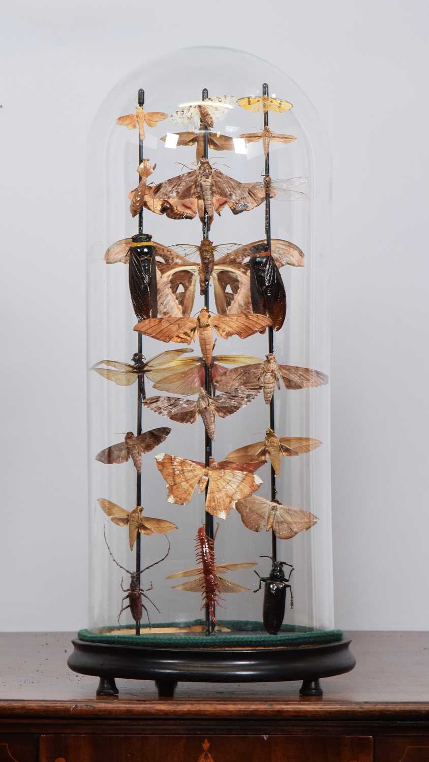 Entomology: A Display of Various Moths and Insects, modern | Barnebys