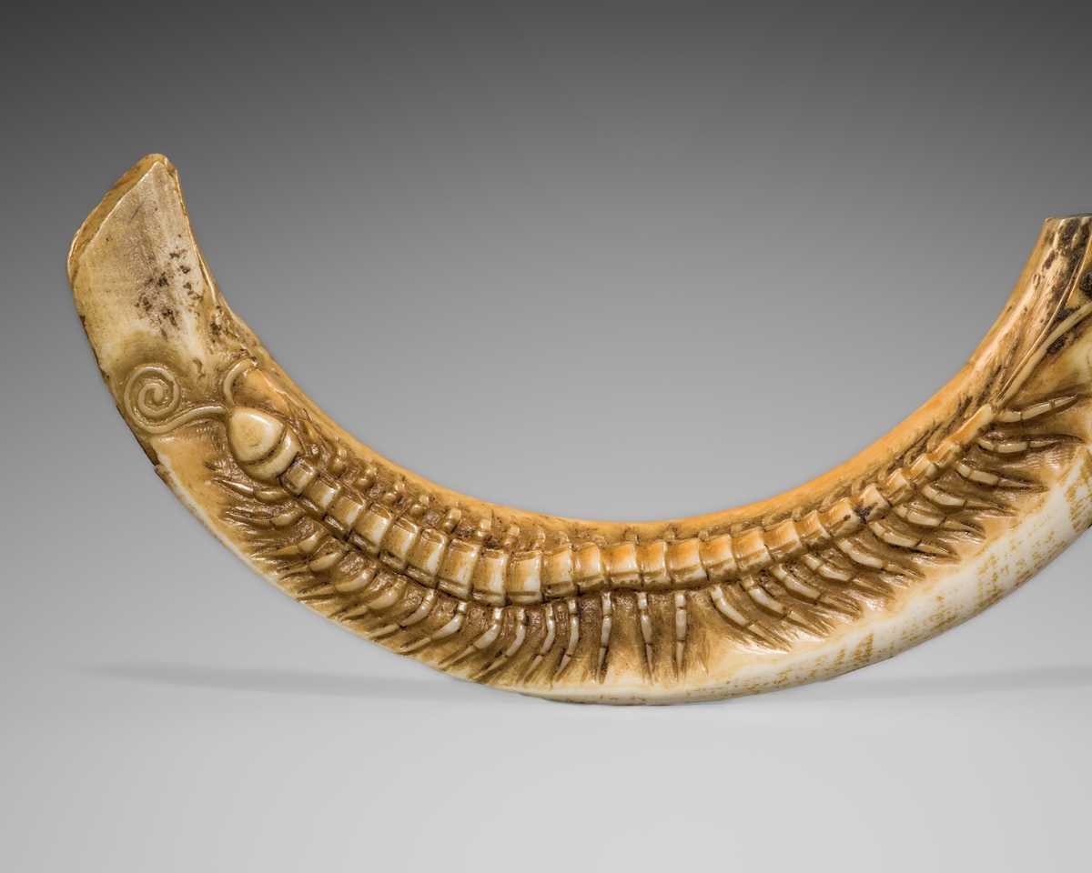 AN IWAMI SCHOOL BOAR TUSK NETSUKE OF A MUKADE (CENTIPEDE) | Barnebys