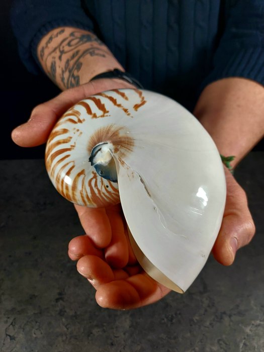 large nautilus shell Taxidermy full body mount - Nautilus... | Barnebys