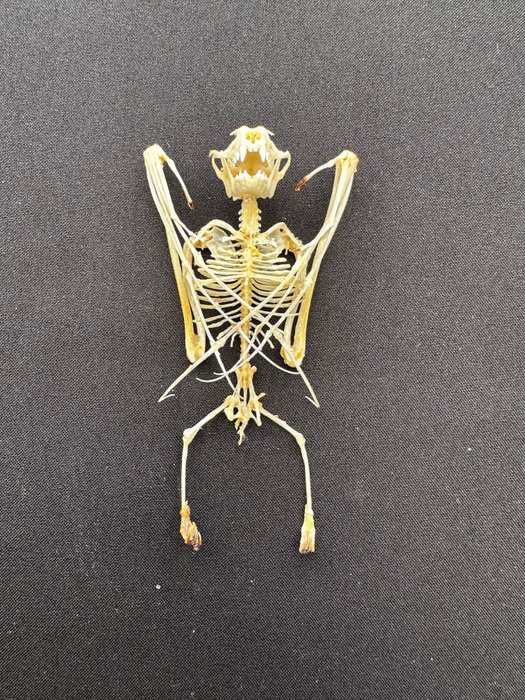 Lesser Short-nosed Fruit Bat Taxidermy full body mount... | Barnebys