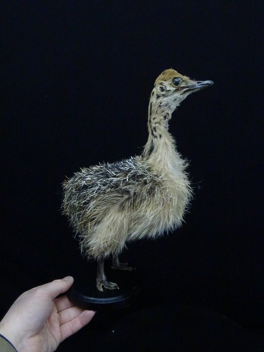 Ostrich chick Taxidermy full body mount - Struthio... | Barnebys