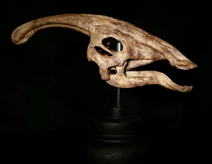 PARALOPHOSAURUS - Fossil skull - REPLICA TESCHIO... | Barnebys