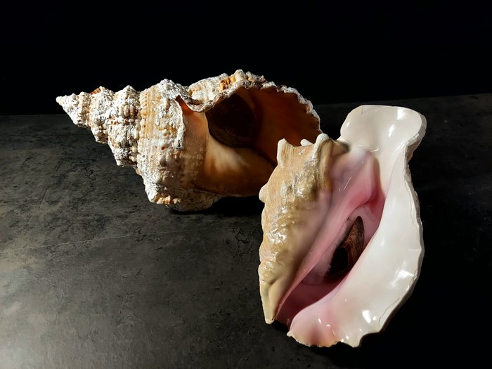 collectible shells xxl Taxidermy full body mount... | Barnebys