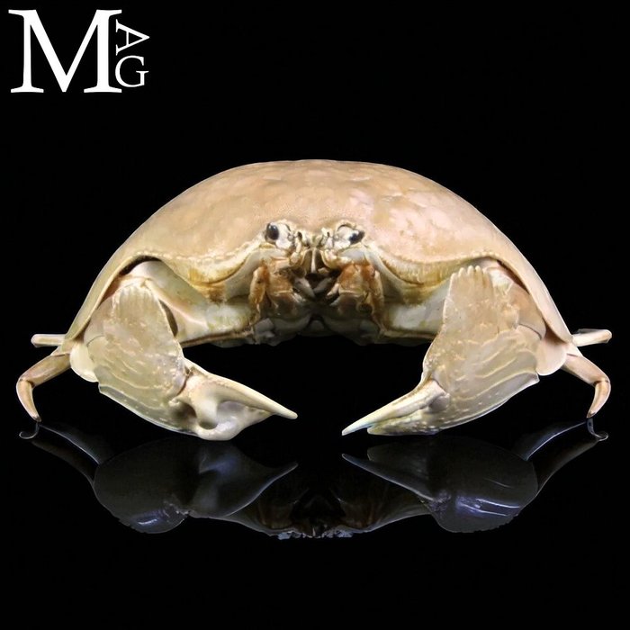 Calappa Calappa from the Philippines – Dried Crab for... | Barnebys