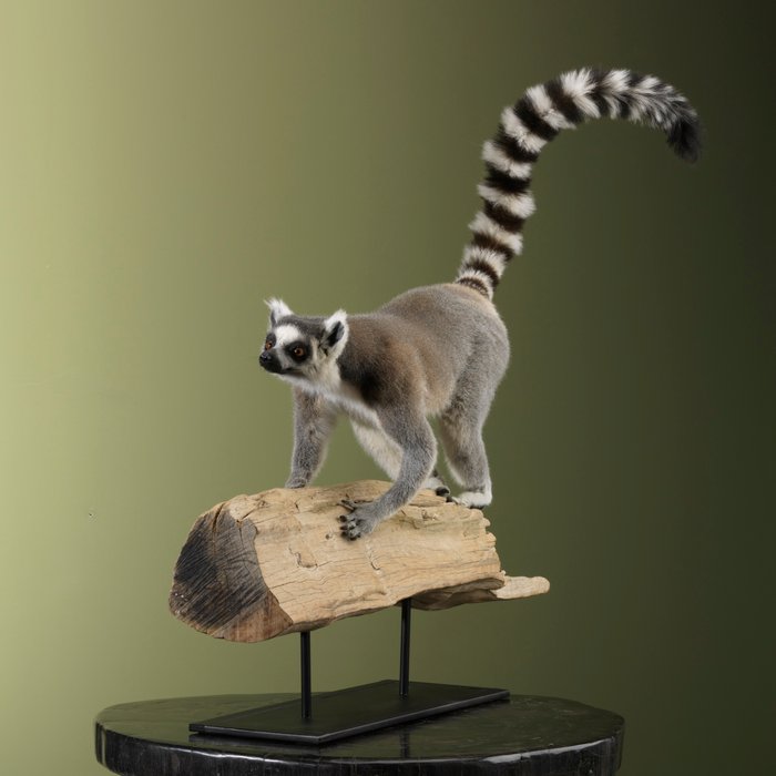 Monkey Taxidermy full body mount - Lemur catta - 72 cm... | Barnebys
