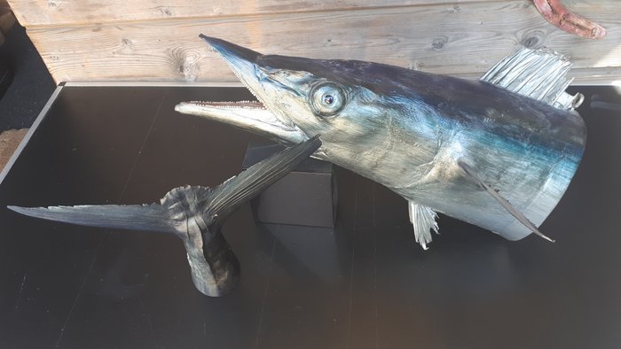 Wahoo fish Caribbean head + fin Taxidermy full body mount... | Barnebys