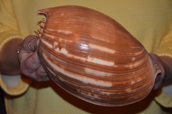Sea Snail Sea shell - S-53 MELO AMPHORA (No reserve price) | Barnebys