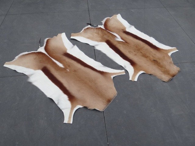 Pair South African Springbok Skins Taxidermy wall mount... | Barnebys