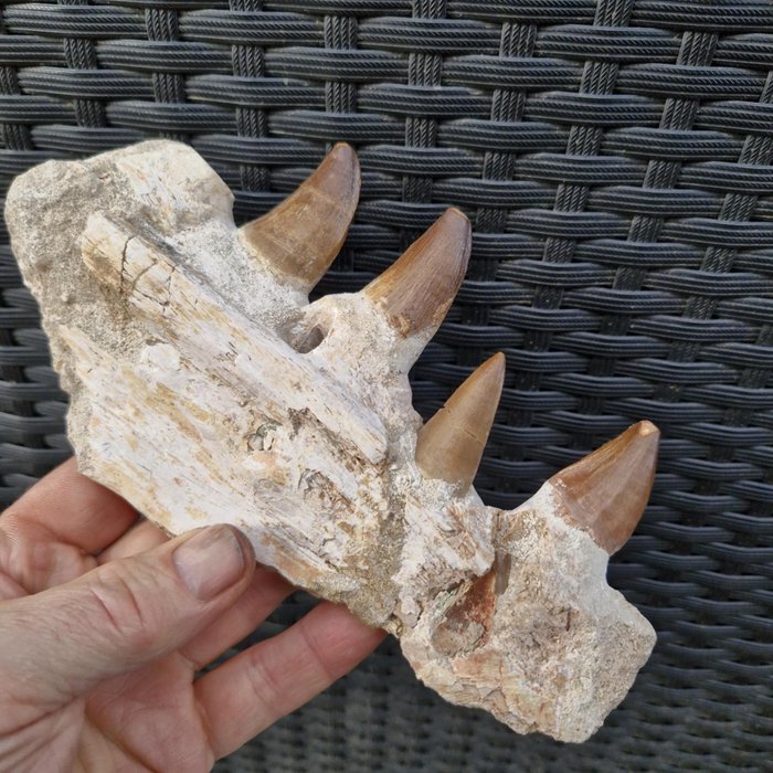 Fossil mosasaur jaw - Fossilised jaw - Mosasaurus beaugei... | Barnebys