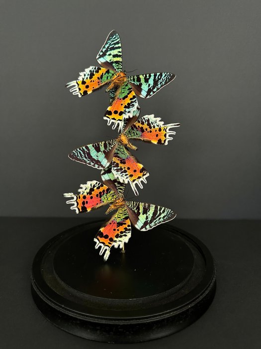 Madagascan Moon Moth Taxidermy full body mount... | Barnebys