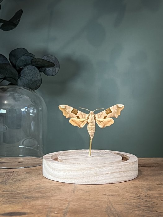 Moth Taxidermy full body mount - Sphinx du tilleul... | Barnebys