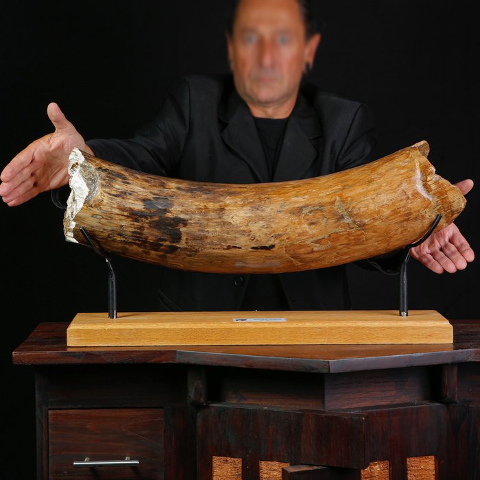Fossil Tusk of Mammuthus Primigenius - Pleistocene Epoch | Barnebys