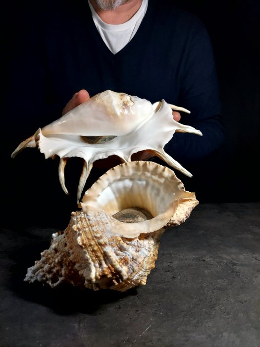 pair of collectible shells xxl Taxidermy full body mount... | Barnebys