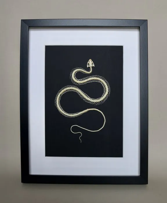 Snake Taxidermy full body mount - Hypsiscopus plumbea... | Barnebys