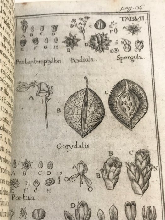 Augustus Quirinus Rivinus - Catalogus plantarum sponte circa Gissam ...