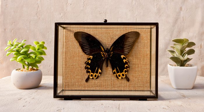Butterfly Taxidermy full body mount - Papilio diephobus... | Barnebys