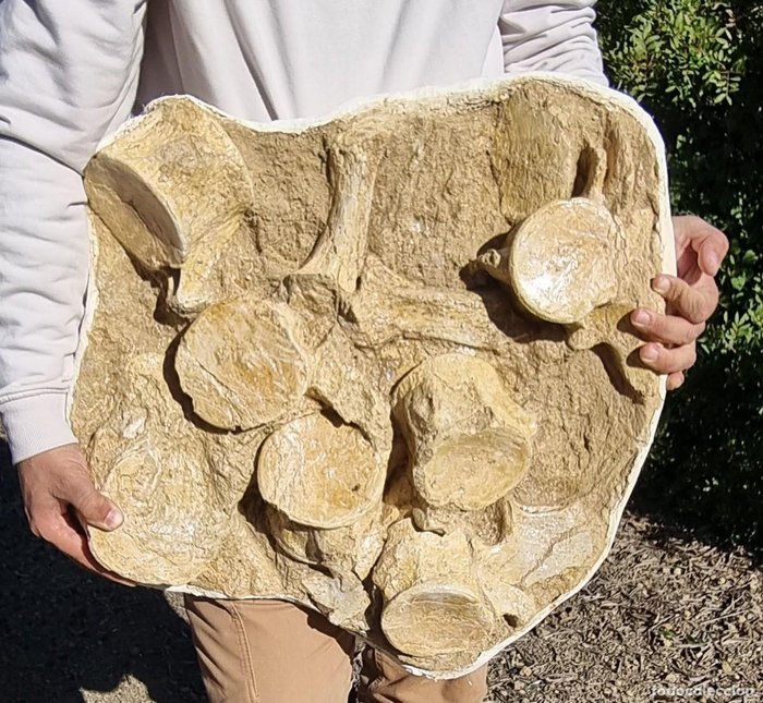 Mosasaur - Fossil vertebra bone - Vertebras dorsal de Mosasaurus | Barnebys