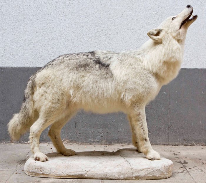 Arctic wolf Taxidermy full body mount - Canis lupus... | Barnebys