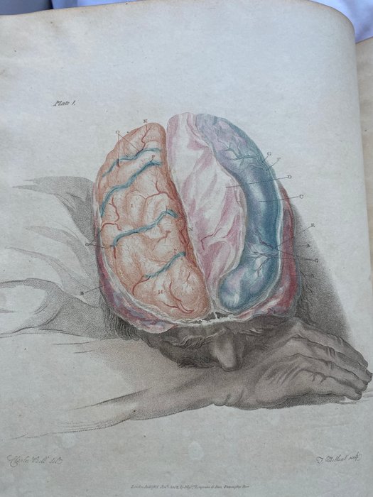 Sir Charles Bell - The Anatomy of the Brain | Barnebys