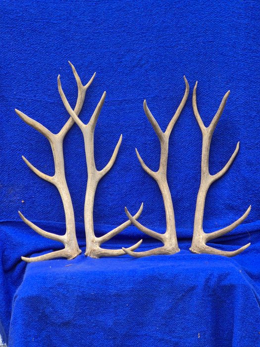 Northern Elk Horns - Cervus canadensis - 2 Enormes paires... | Barnebys