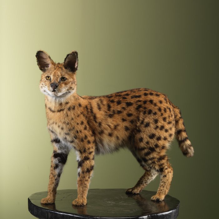 Serval Taxidermy full body mount - Leptailurus serval... | Barnebys