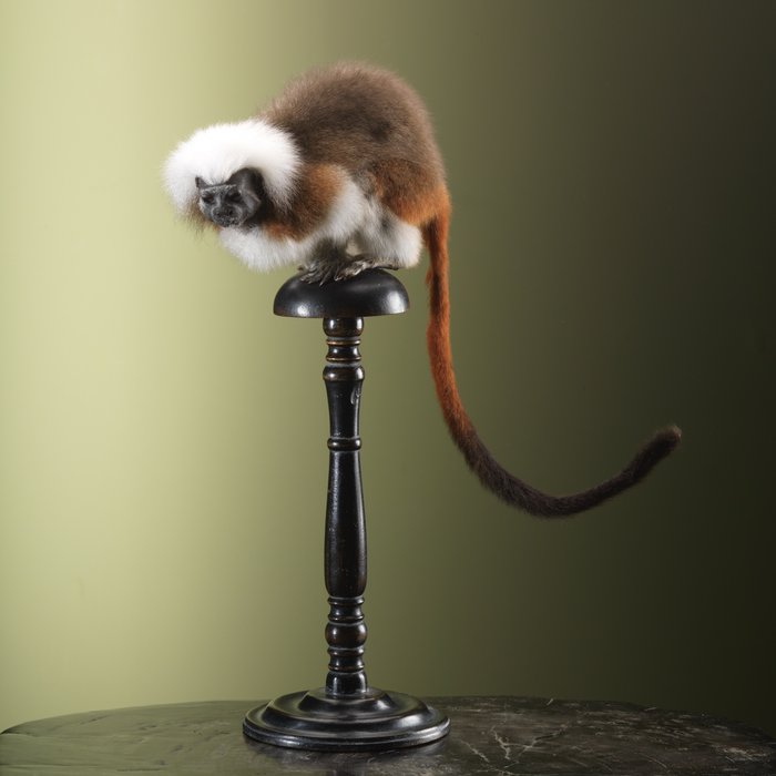Cotton top Tamarin Taxidermy full body mount - Saguinus... | Barnebys