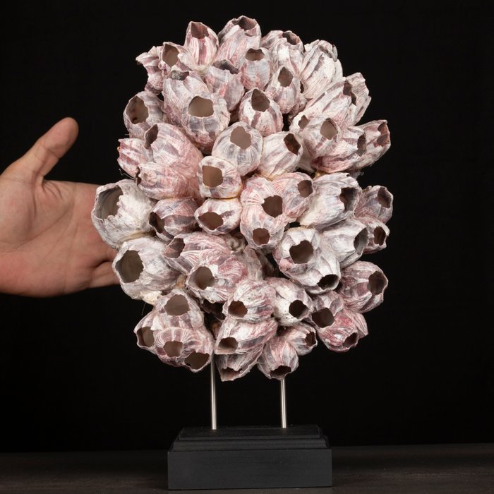 Cluster of Marine Barnacles Taxidermy full body mount... | Barnebys