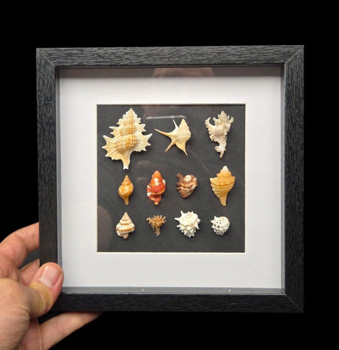 Museum rare world sea shellfish - beautiful color and... | Barnebys