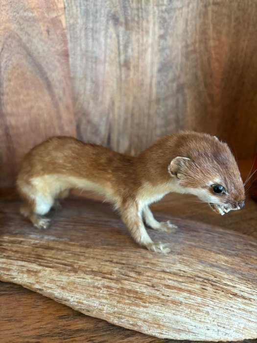 Rare Antique Baby Weasel Taxidermy full body mount... | Barnebys