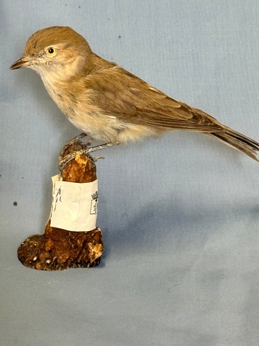 Beccafico Taxidermy full body mount - Sylvia borin (with... | Barnebys