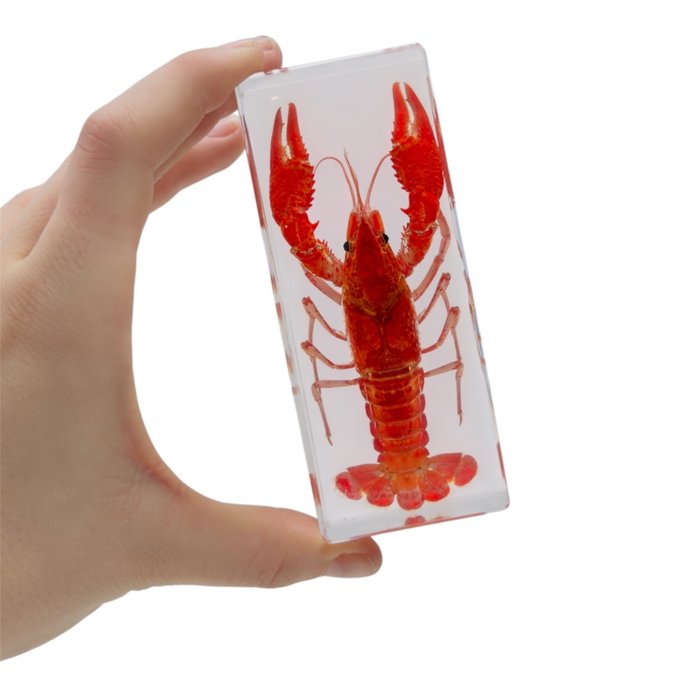 Crayfish in resin (A grade) Taxidermy full body mount... | Barnebys