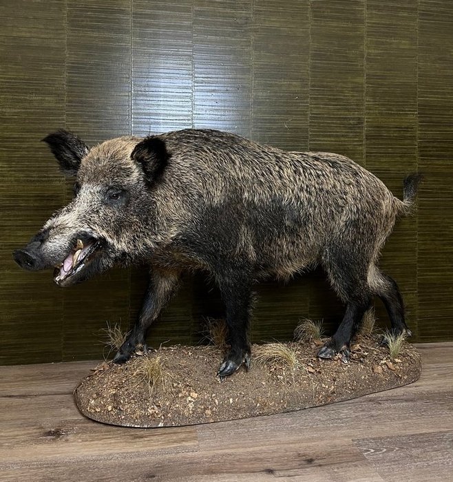 Wild Boar Taxidermy full body mount - Sus scrofa - 88 cm... | Barnebys