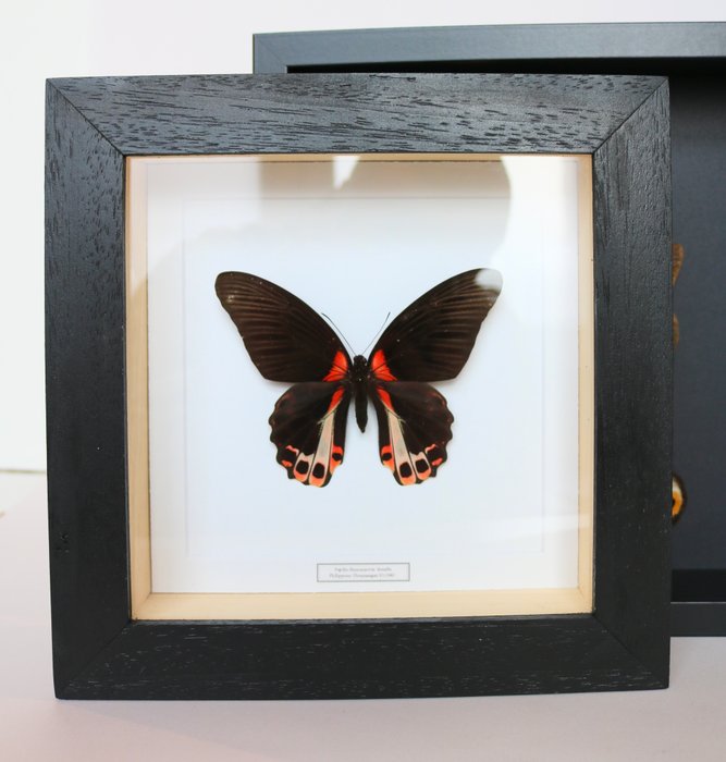Butterfly Taxidermy full body mount - Papilio rumanzovia... | Barnebys