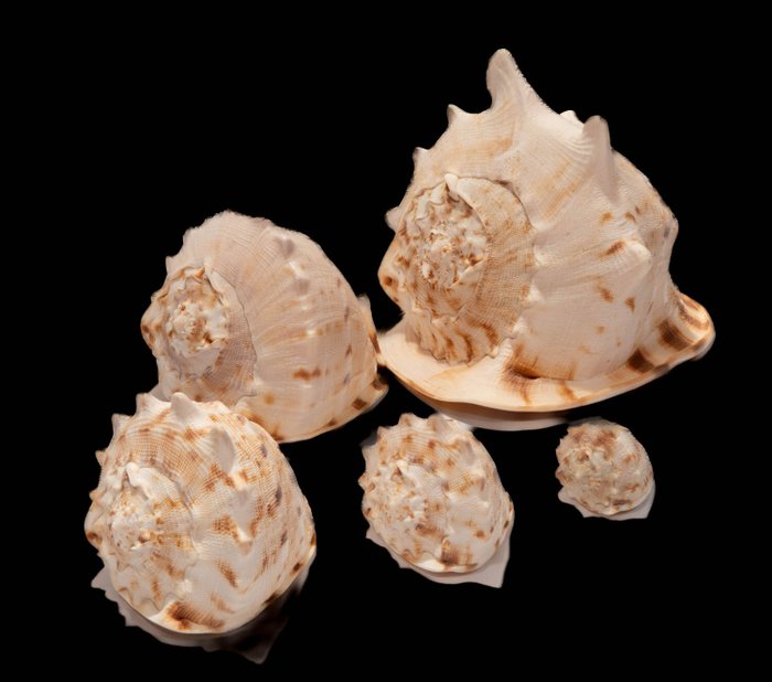 5 Entwicklungsstufen der Helmschnecke ┼ von mini bis groß ┼ Taxidermie ...