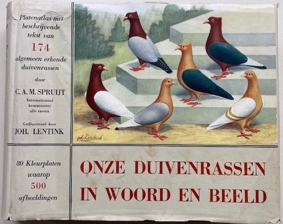 C.A.M. Spruijt / Joh. Lentink - Onze duivenrassen in woord en beeld ...