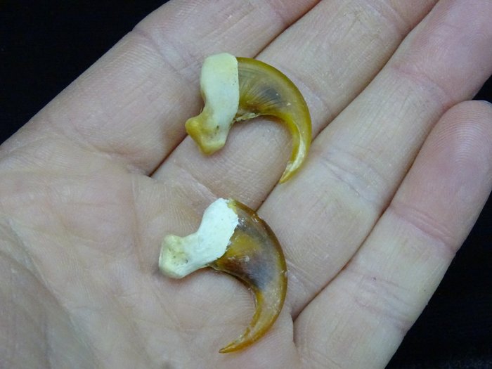 Lynx Taxidermy full body mount - Lynx canadensis (with... | Barnebys