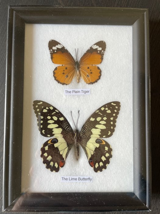 Butterfly Taxidermy full body mount - Various sp | Barnebys