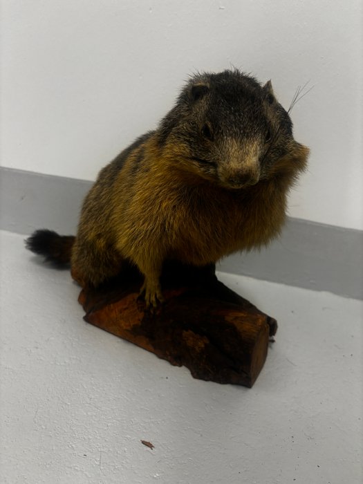 Alpine marmot Taxidermy full body mount - (Marmota... | Barnebys